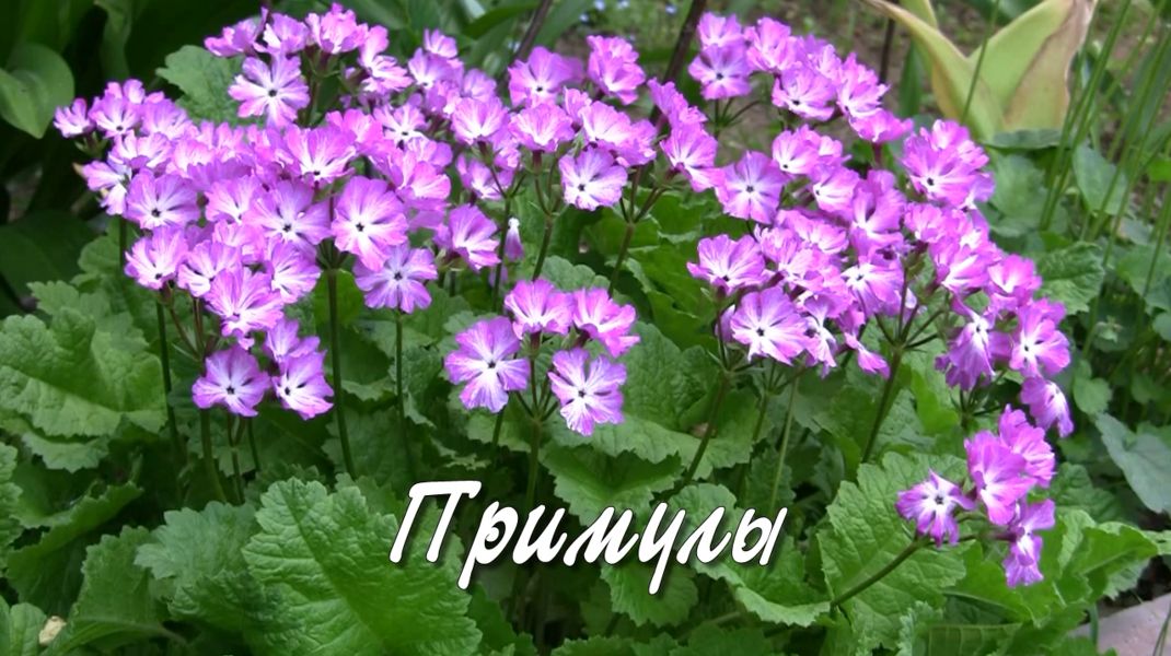 Примулы. Дачные картинки 2022.mp4