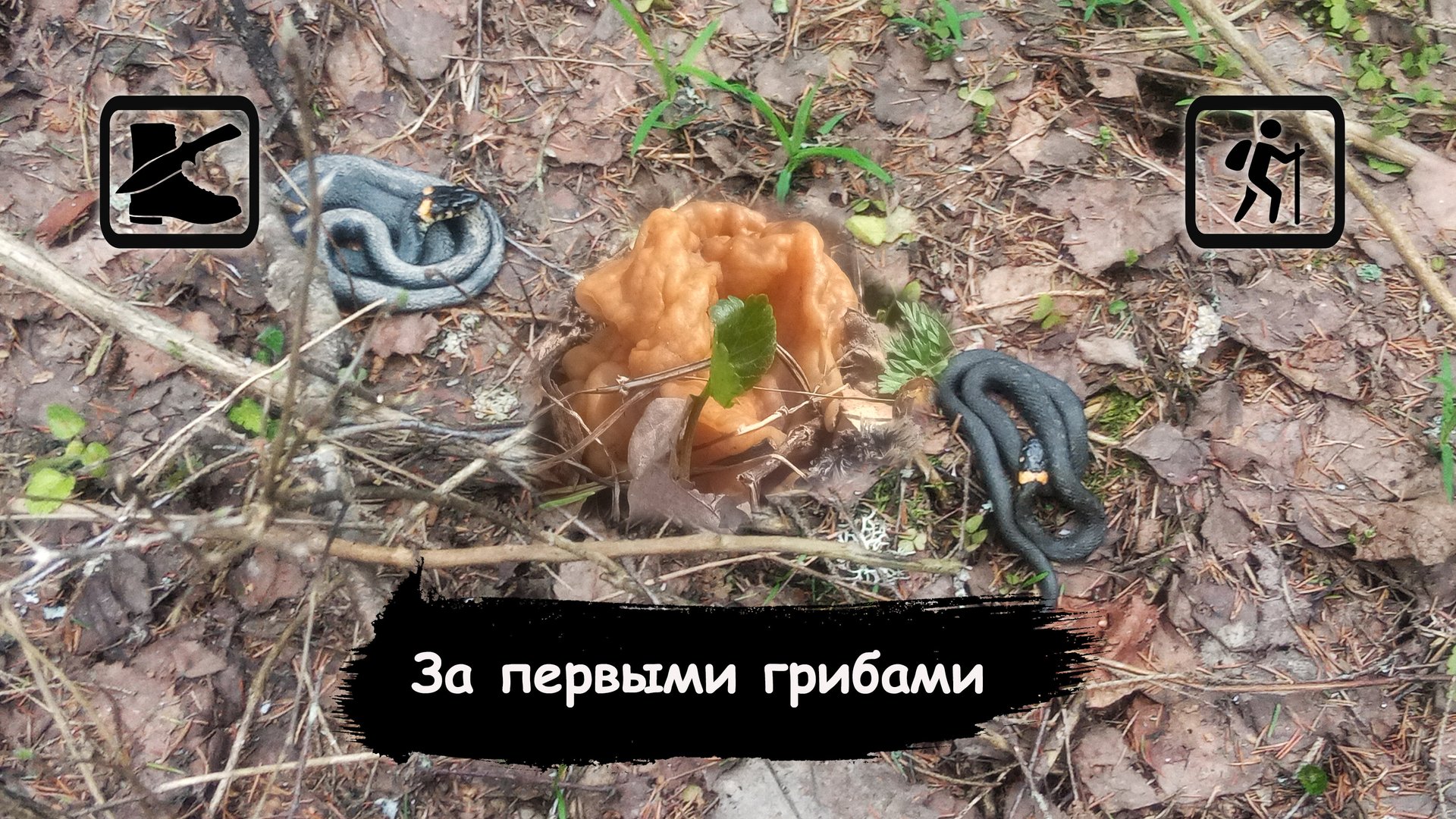 За первыми грибами (на следующее утро все были живы)