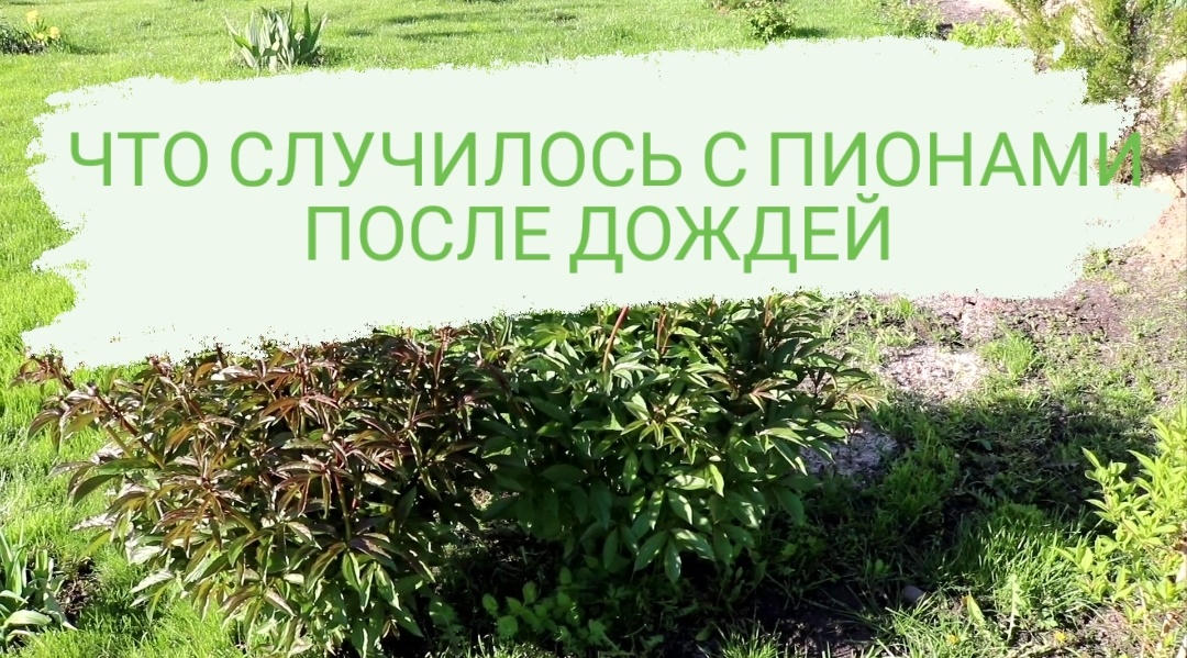 ЧТО СЛУЧИЛОСЬ С ПИОНАМИ ПОСЛЕ ДОЖДЕЙ