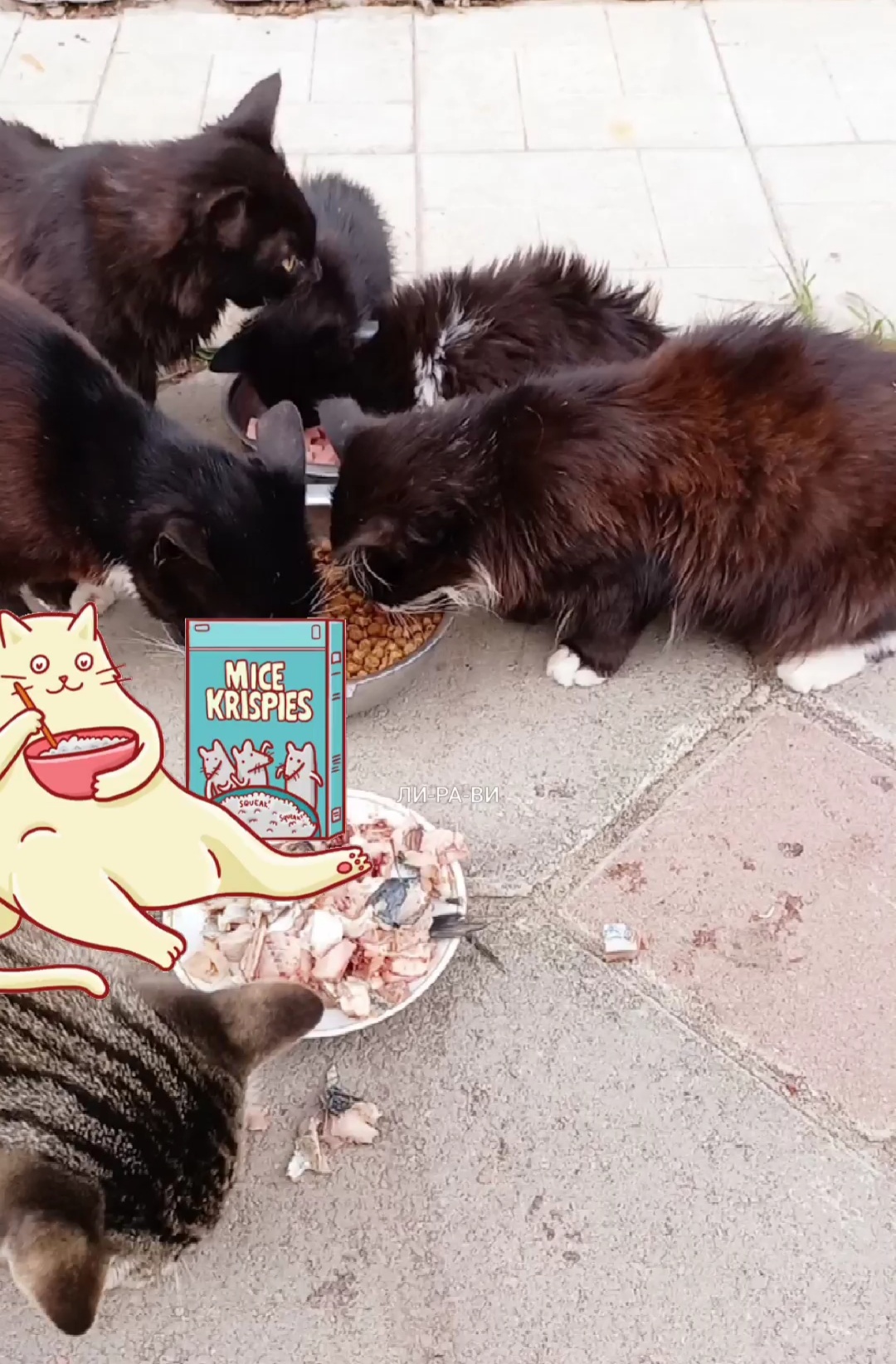 Что выберут котики:колбаску, рыбку или корм.#Shorts