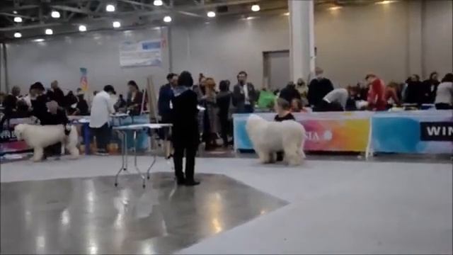 Интернациональная выставка собак всех пород ЕВРАЗИЯ 2021 Москва 01 05 2021