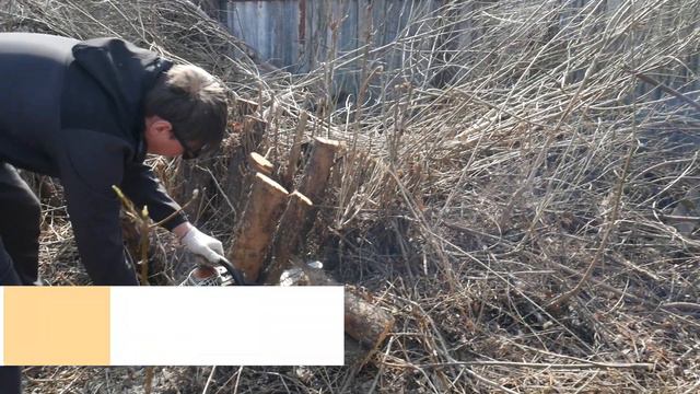 Обрезка деревьев