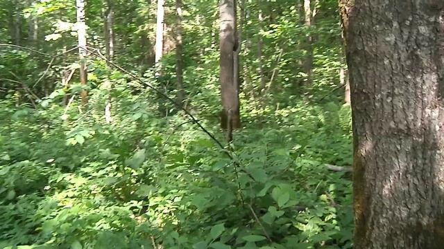 Валежник или нельзя пилить.