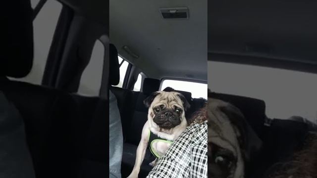 Оливье, если бы у меня был руль