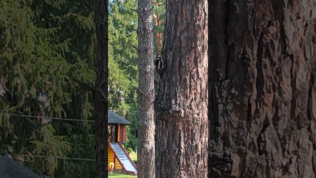 Дятлы (лат. Picidae)