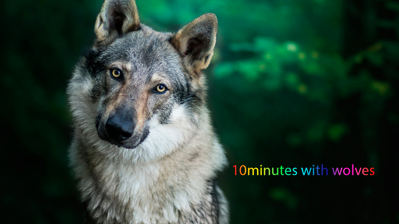 Волки .mp4
