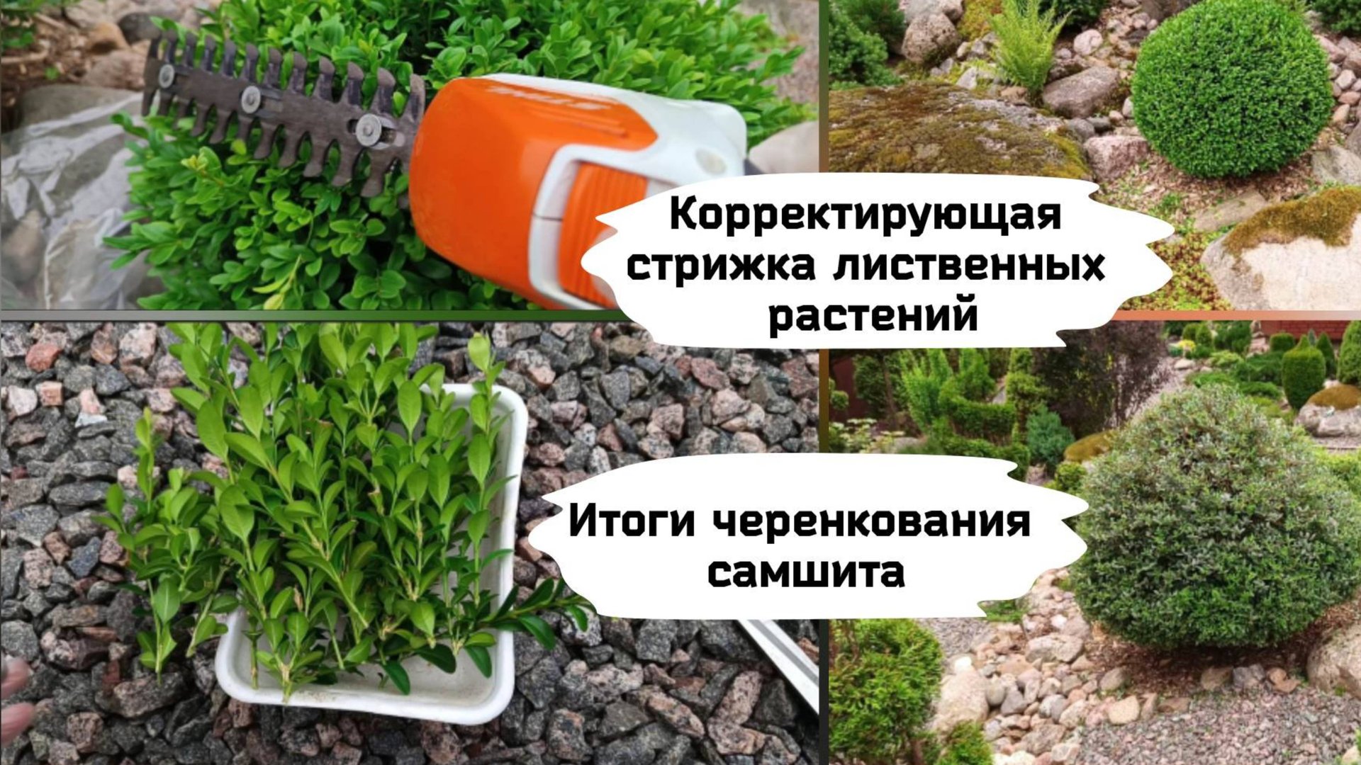 Корректирующая стрижка лиственных растений. Итоги черенкования самшита.