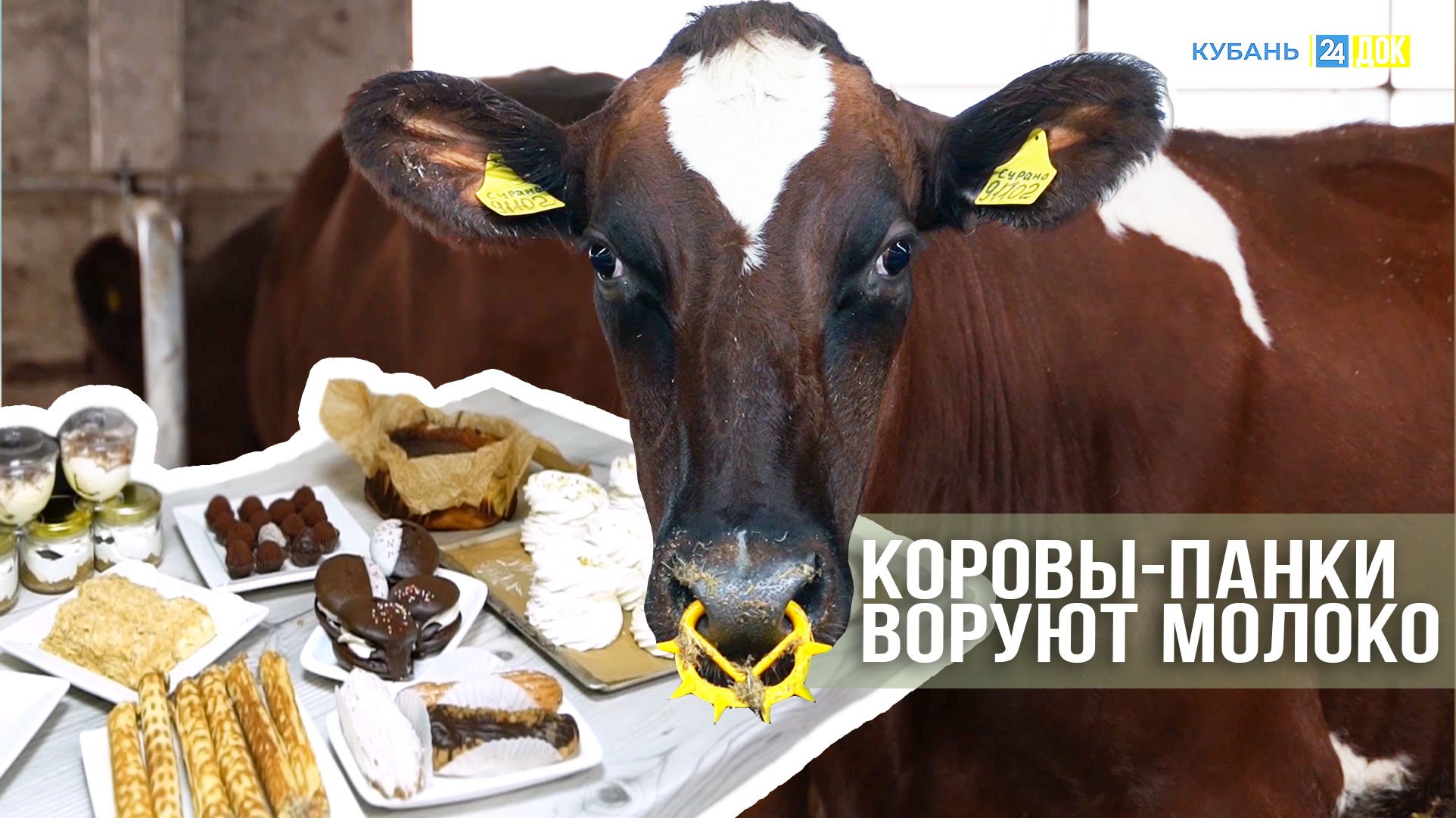 Агронорм: Коровы и масло: все в шоколаде