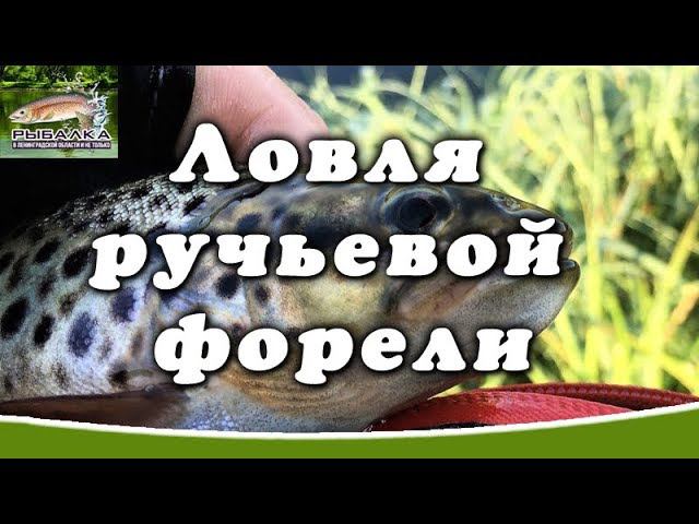 Ловля ручьевой форели. Рыбалка в Ленинградской области. (июнь 2019)