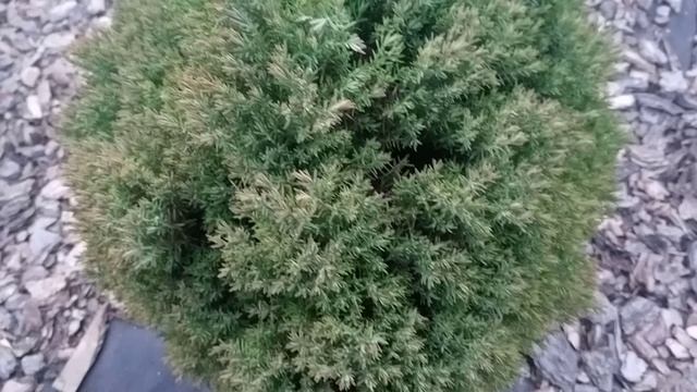 Обзор хвойных растений в моем парке. Часть вторая.