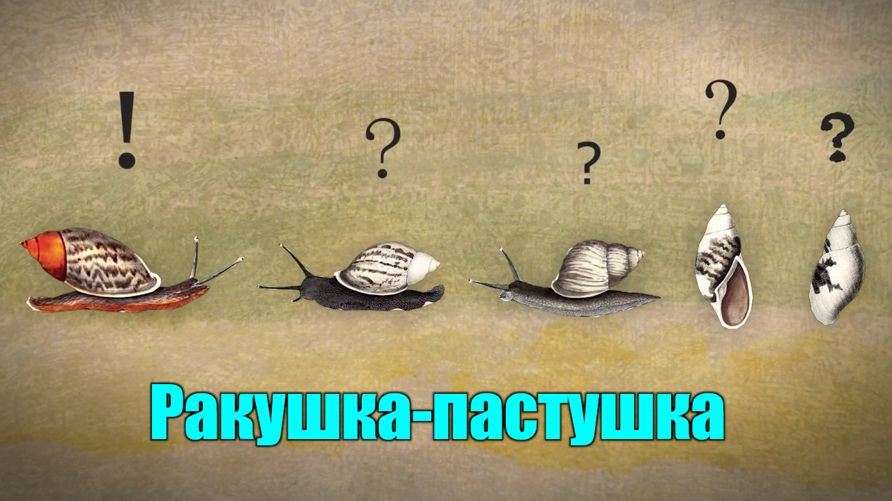 Ракушка-пастушка (Момент Творения)