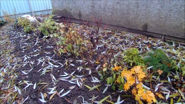 Зимовка бонсай в открытом грунте, прикопе поздняя осень 2022 год