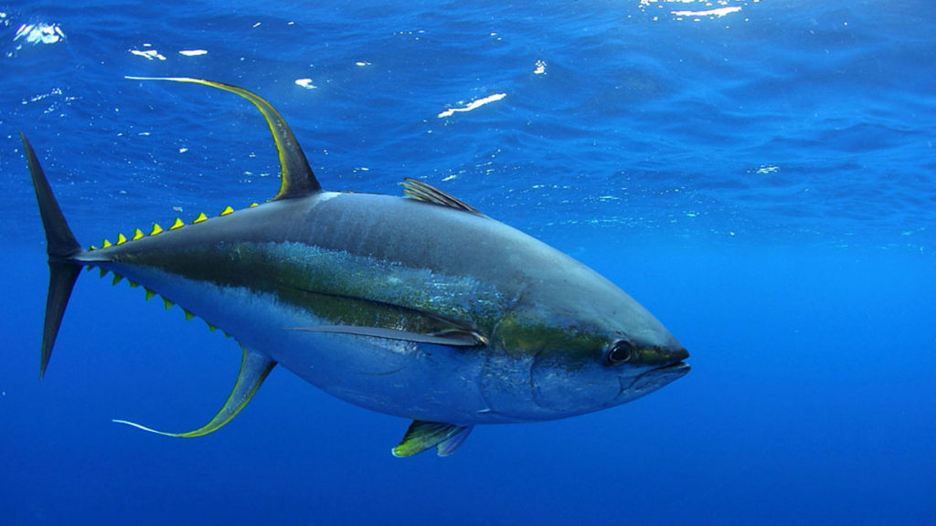 088.Синий тунец. Шотландия.mp4