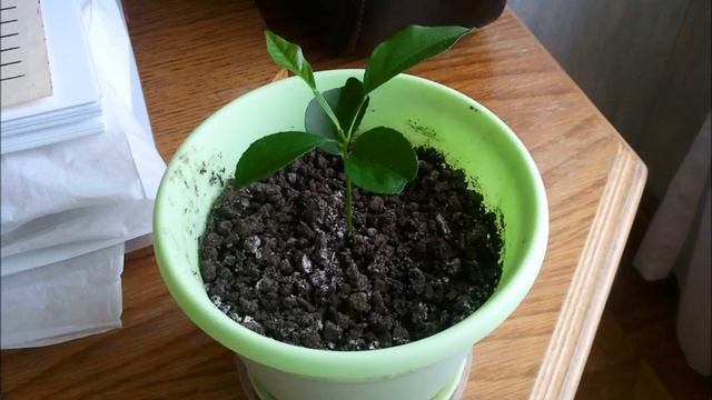 3.5 месяца из жизни апельсина