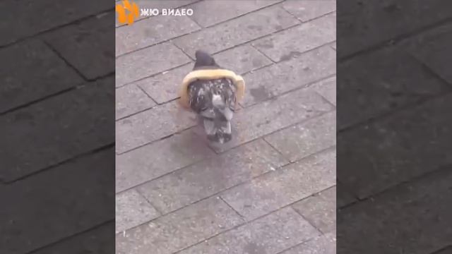 Чё он творит?