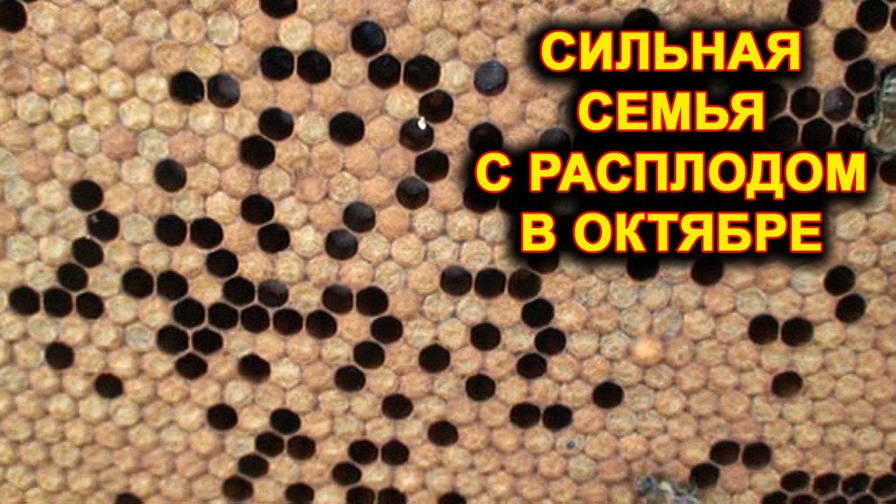 Сильная семья с расплодом в октябре.