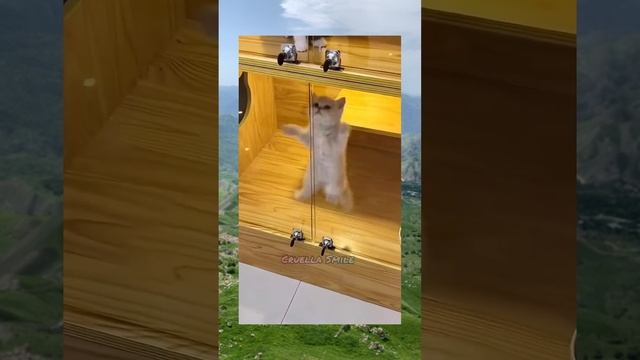 ПРИКОЛЫ С КОТАМИ / А ну руки убери #юмор #приколы #смех #котики