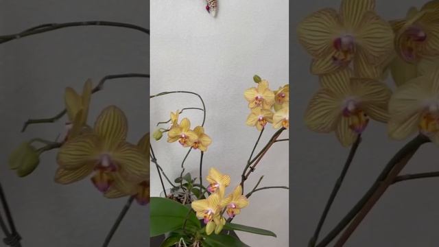 Чтобы орхидеи обильно и долго цвели, поставьте их на это место