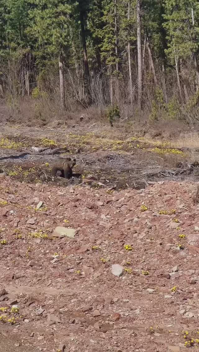 Встреча, о которой я мечтал 10 лет! / Встретил медведей по дороге на работу