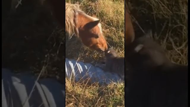 Funny animals 23#Shorts