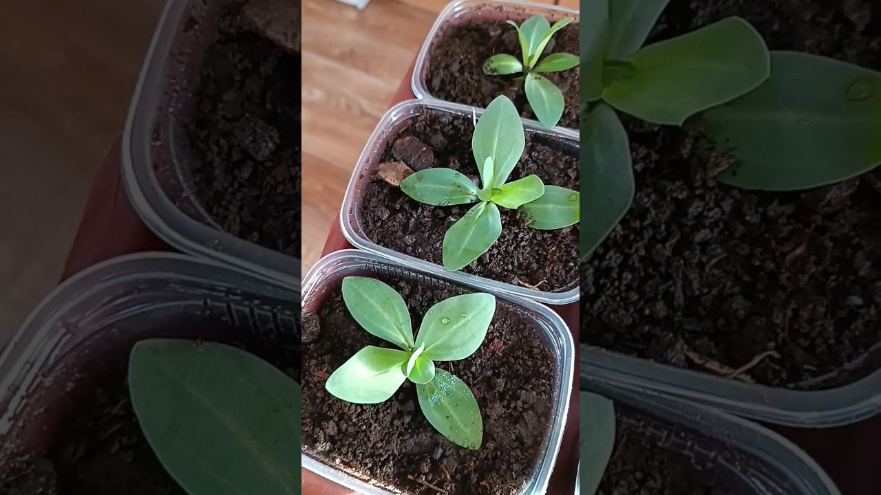 Будущая красотка