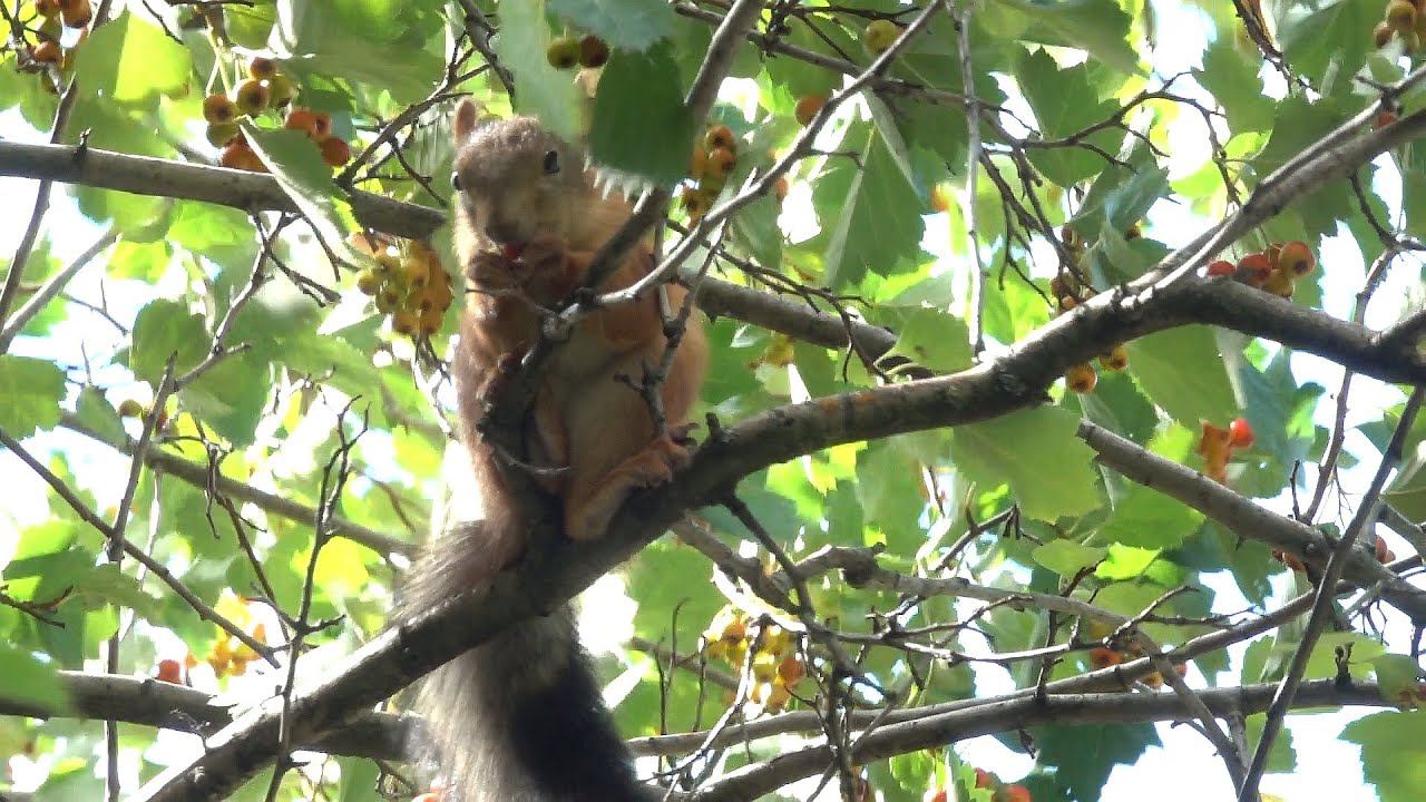 Белочка и боярышник (30.07.2023)