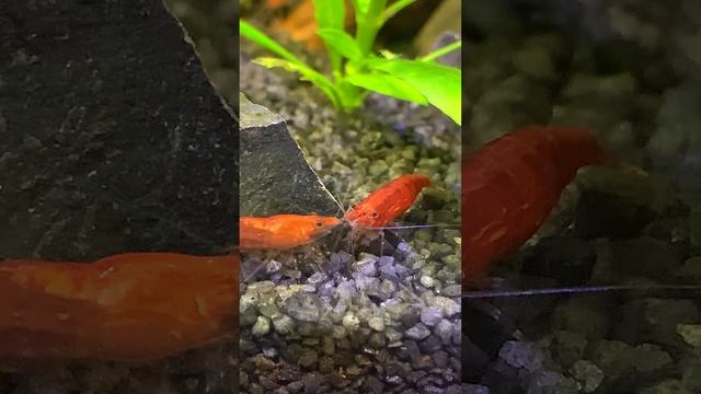 Аквариумная креветка видео в рутубе
