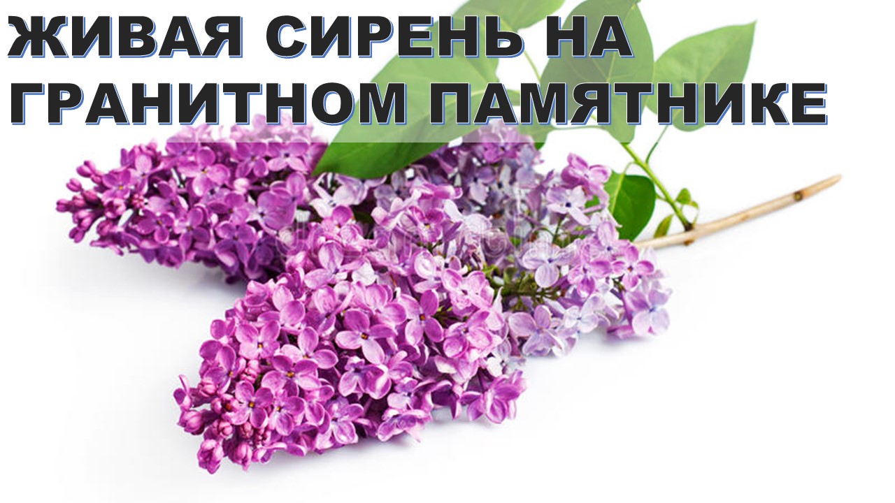 Живая сирень на гранитном памятнике.