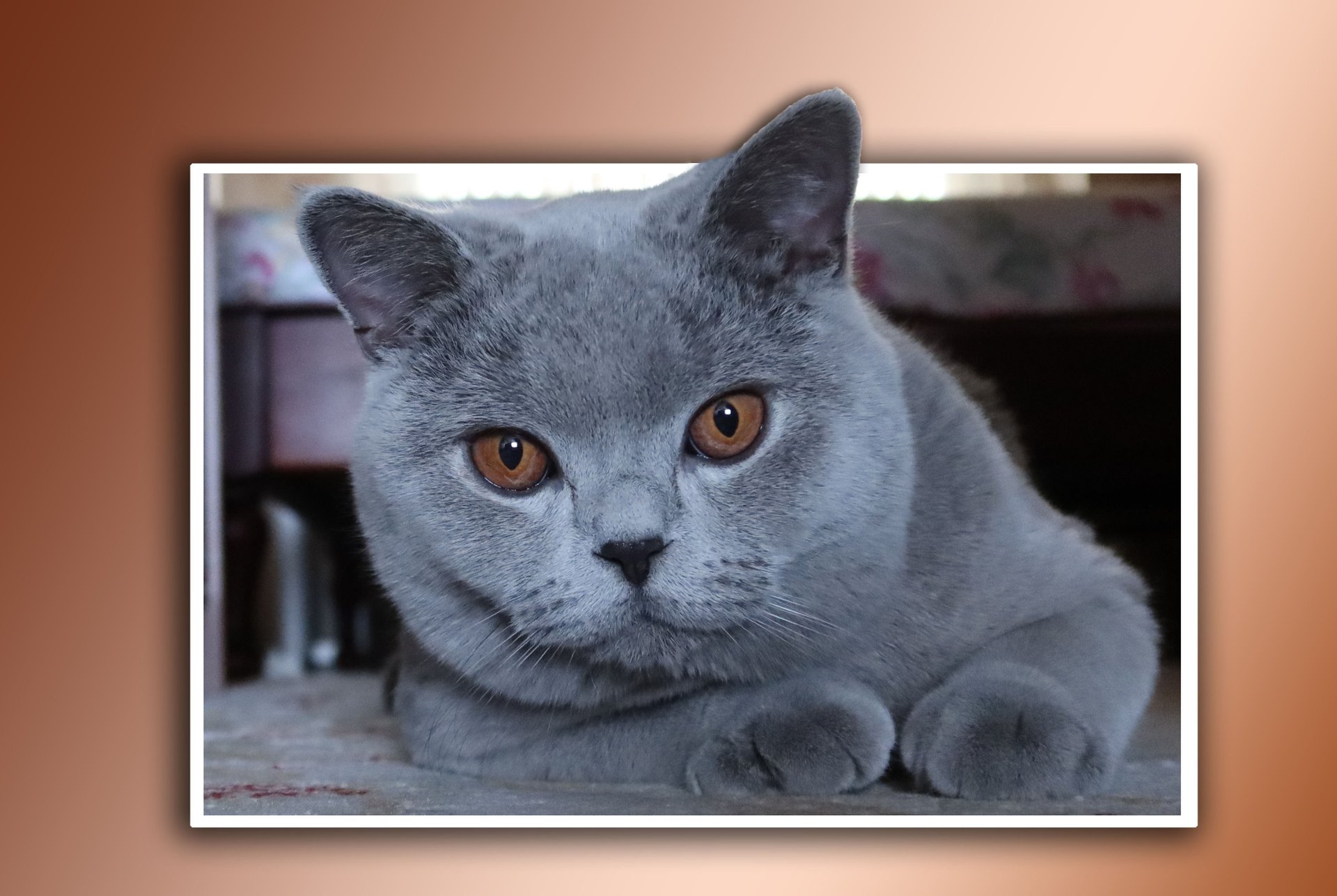 Маська вандал