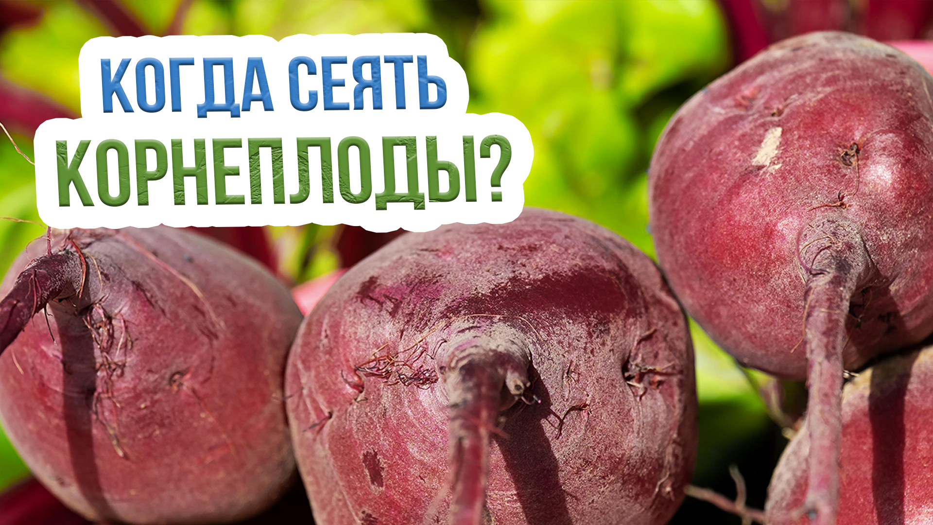Сроки посадки корнеплодов весной. Лунный календарь садовода и огородника на май 2022