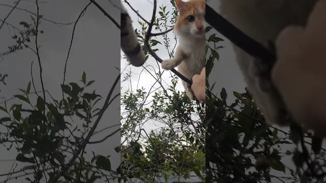 Вениамин Чудит.