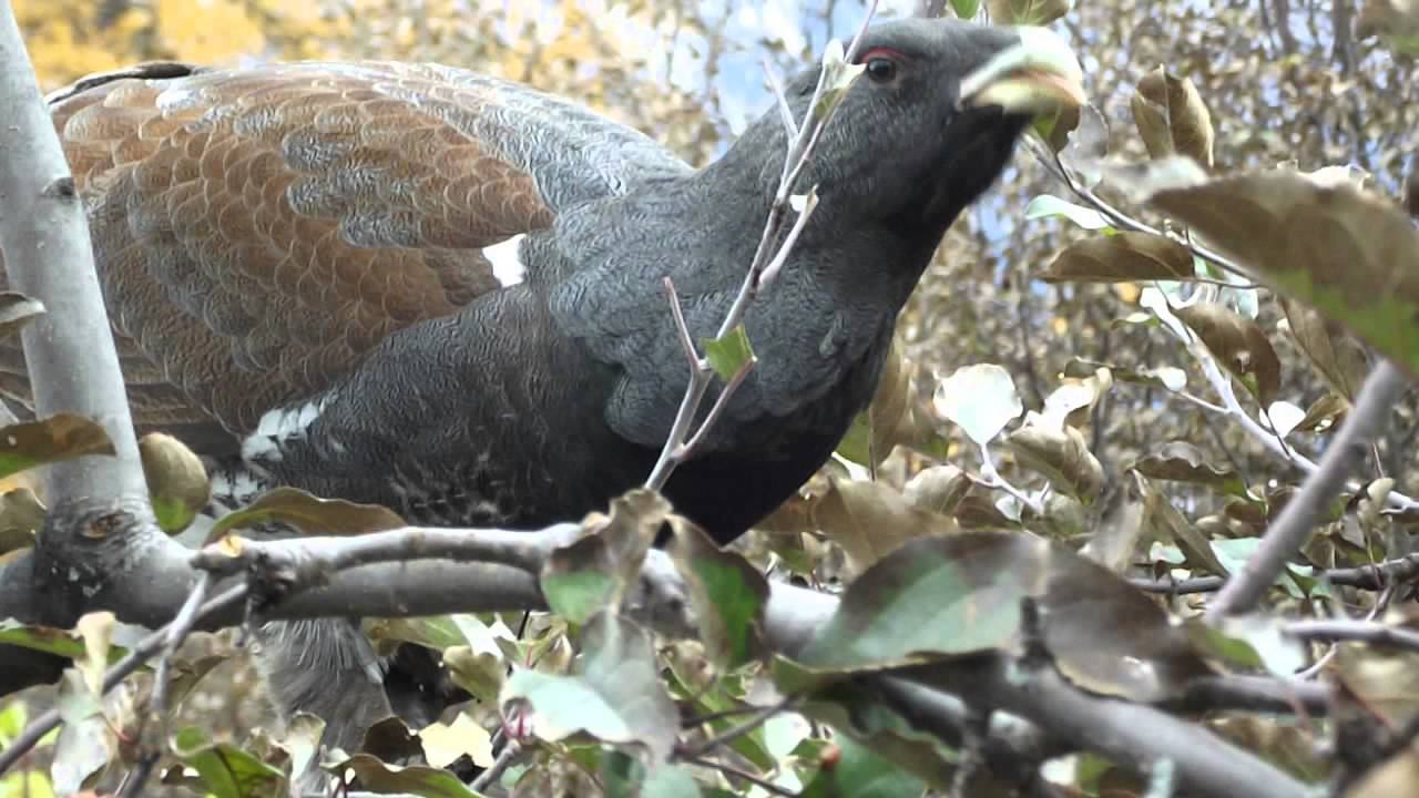 Дикий глухарь в Яйлю