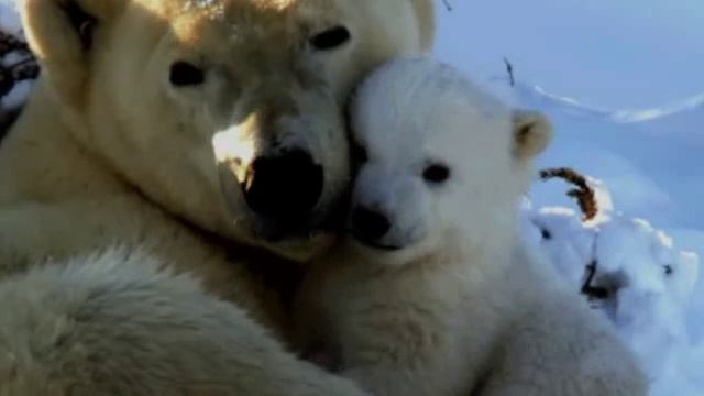 Колыбельная Медведицы