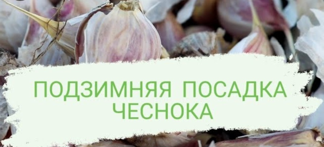 ПОДЗИМНЯЯ ПОСАДКА ЧЕСНОКА