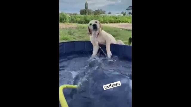 СОБАКИ - ПОМОГАКИ :))