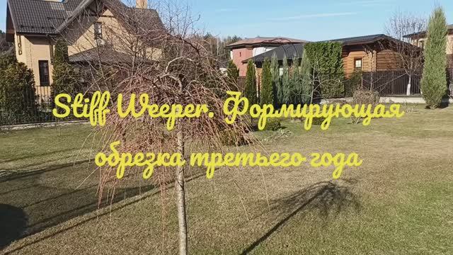 Stiff Weeper. Формирующая обрезка третьего года