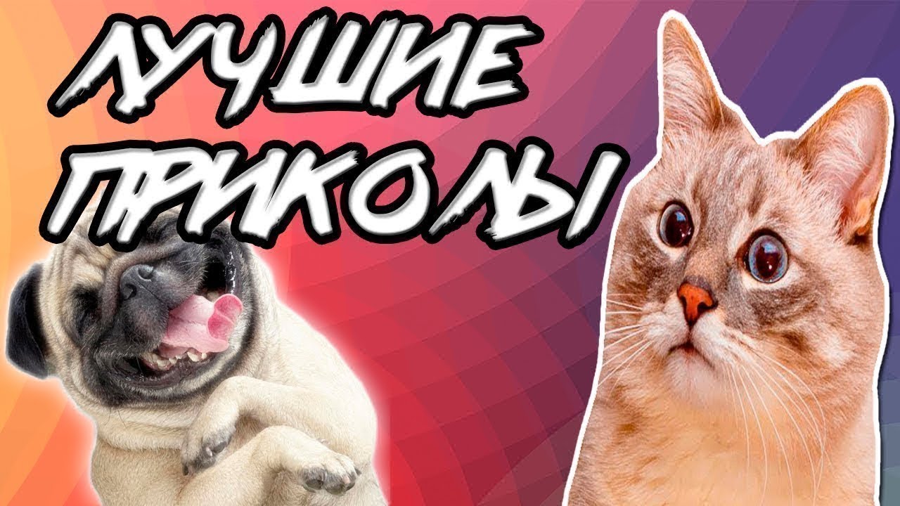 Лучшие Приколы 2022 Смешные видео - Я РЖАЛ ДО СЛЕЗ / Лучшие Приколы #120