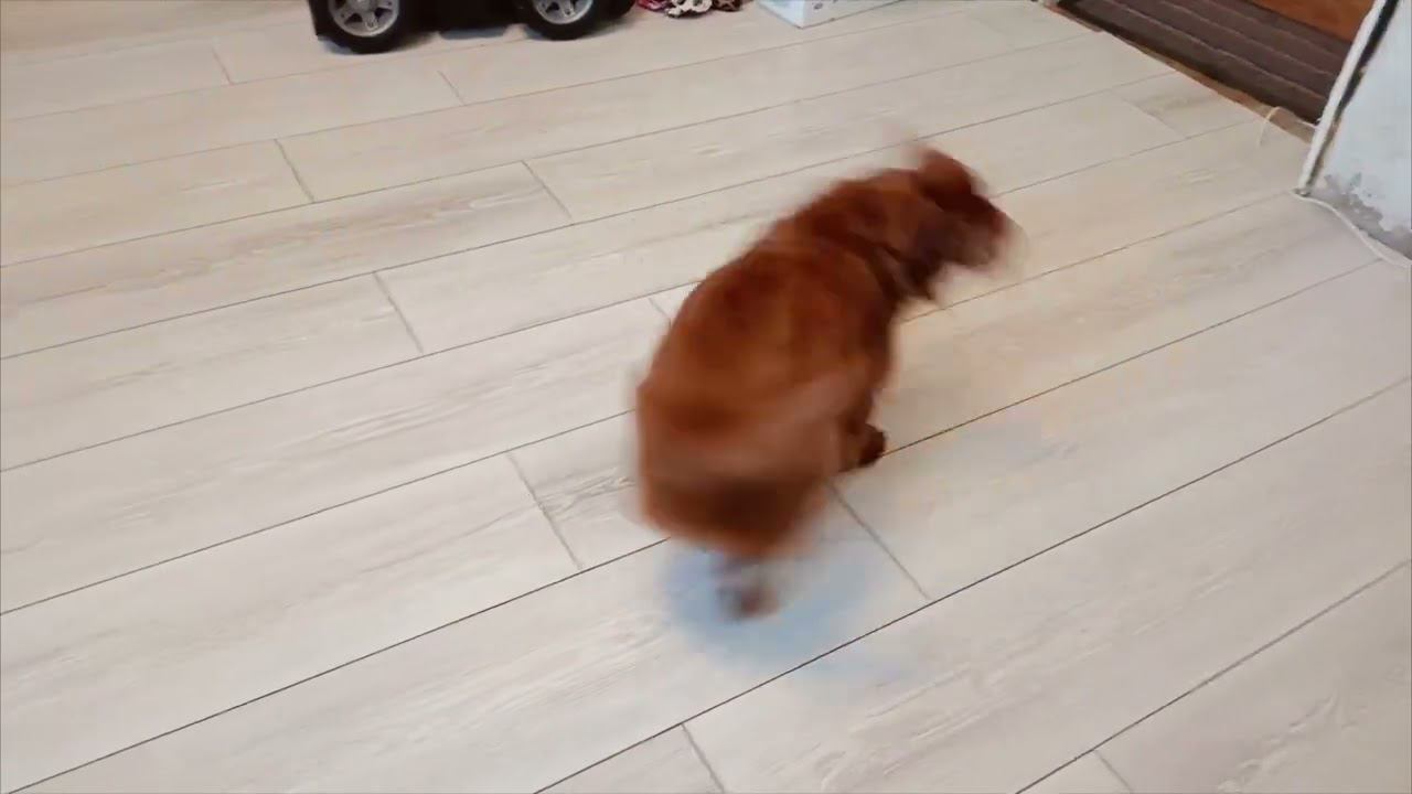 Собака - пропеллер😂