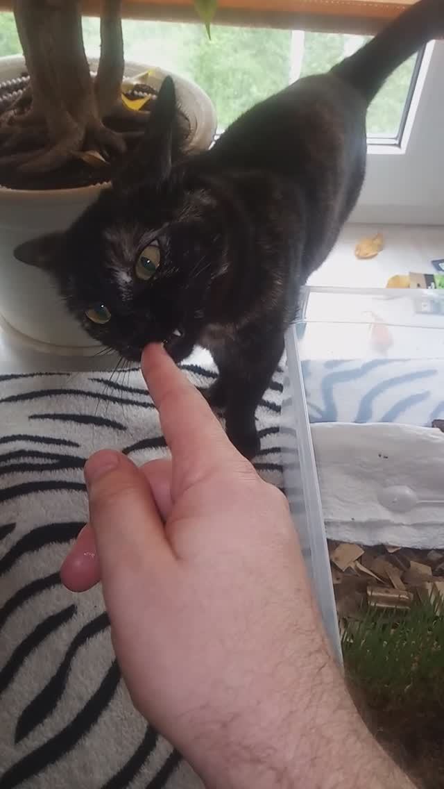 Шкода и жир из Черной Львинки