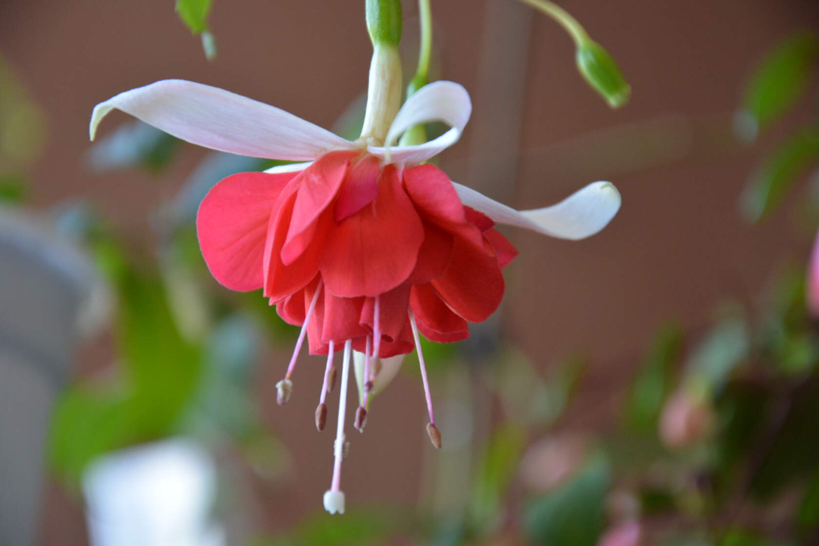 Фуксия. Формирование кустика