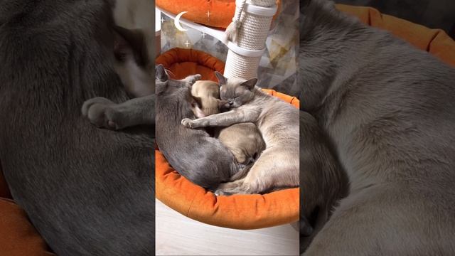 Бурма? бурманская кошка.