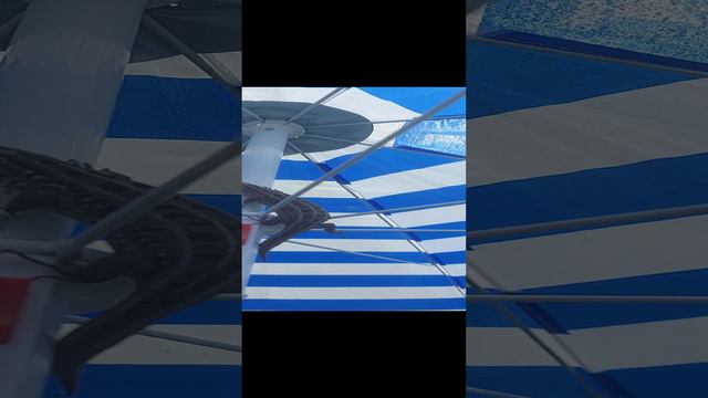 ящерица залезла на зонтик