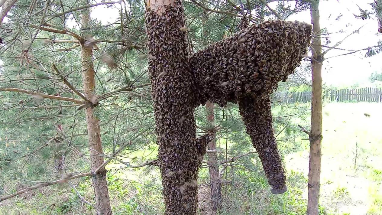 Три улья подряд ройнулись (30.05.2024 года) Седьмое, Восьмое и Девятое роение на пасеке
