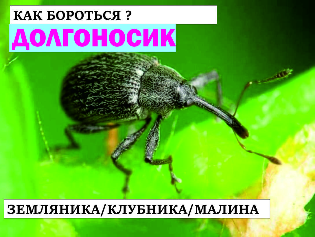 Как бороться с долгоносиком на клубнике?