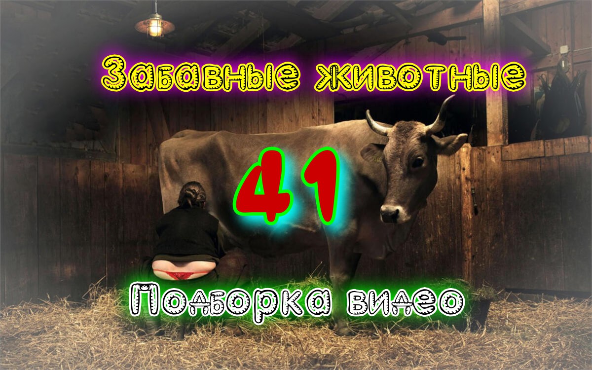 Забавные животные / Подборка видео №41