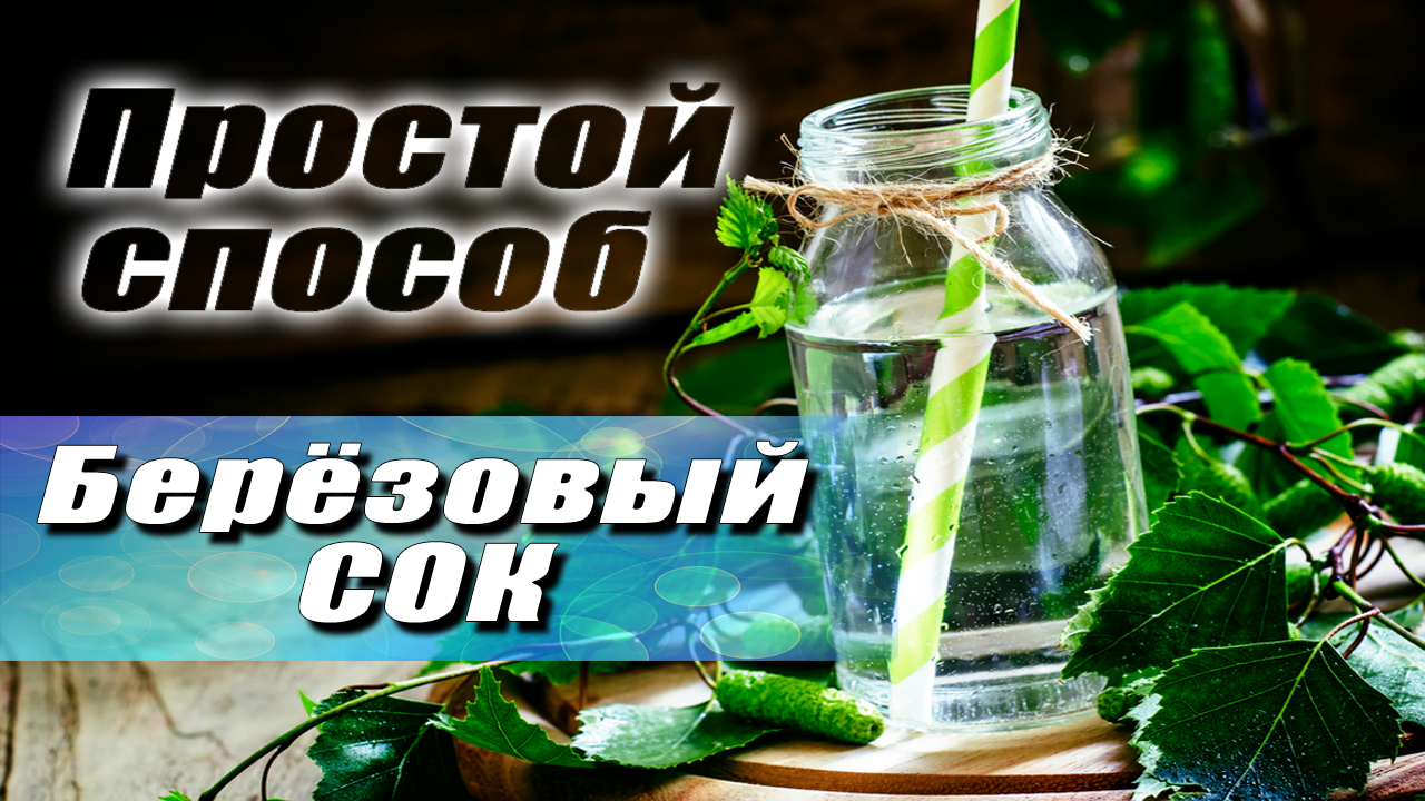 Лучший и правильный способ сбора берёзового сока.