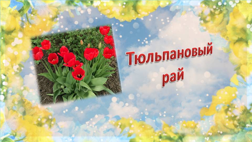 Тюльпановый рай