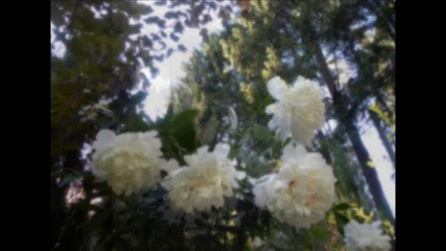 Прогулка по саду Наталии Жуковой, часть  4