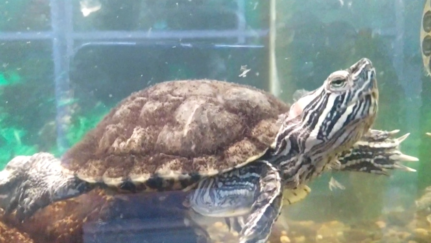 Красноухая черепаха