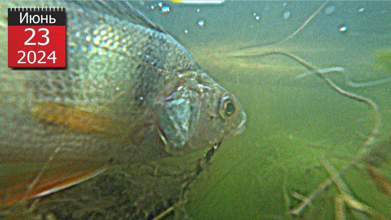 ДУРОМ БЕРЕТ ЭТОТ ПОЛОСАТЫЙ . Рыбалка на спиннинг  в июне